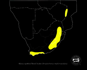 Many-spotted Reed Snake - African Snakebite Institute