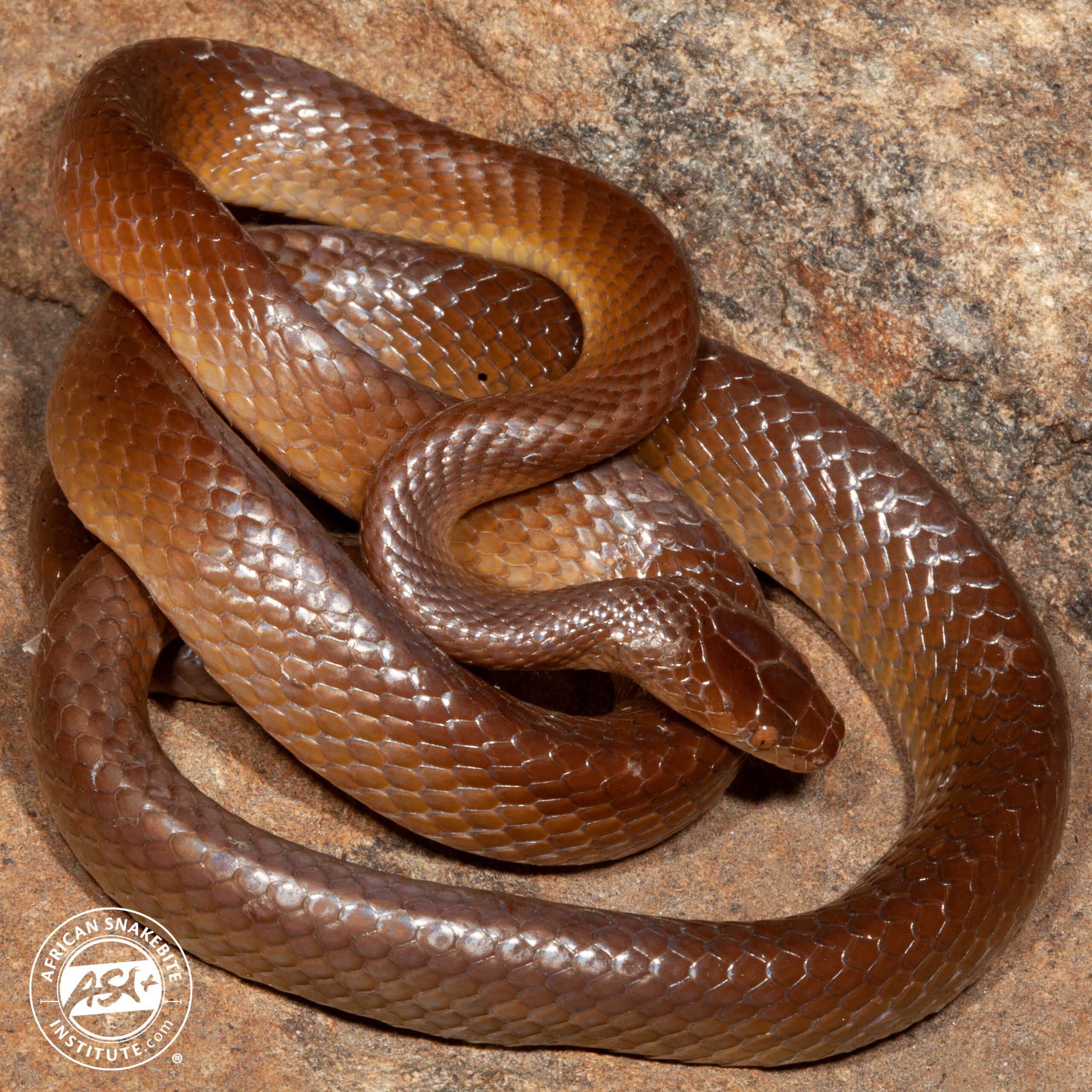 Swazi Rock Snake - African Snakebite Institute