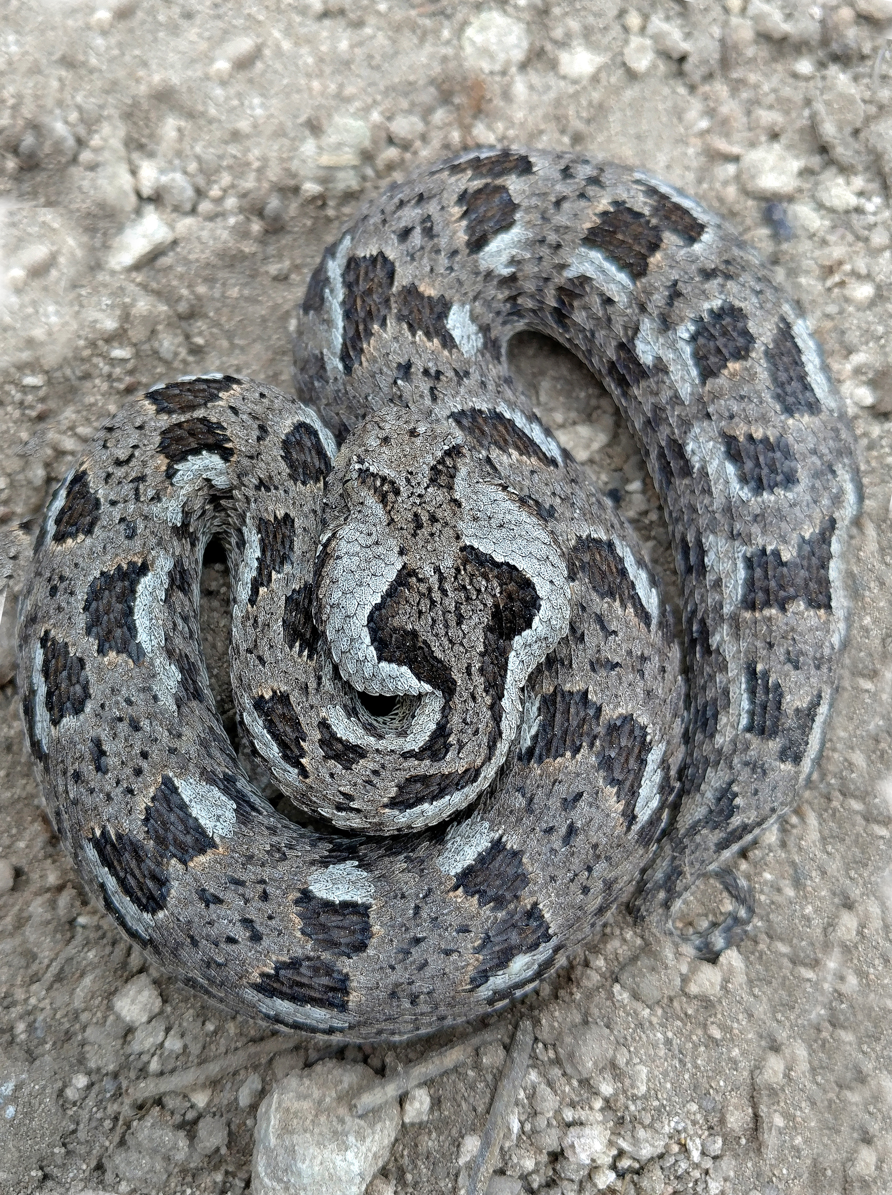 Albany Adder - African Snakebite Institute