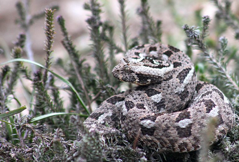 Albany Adder - African Snakebite Institute