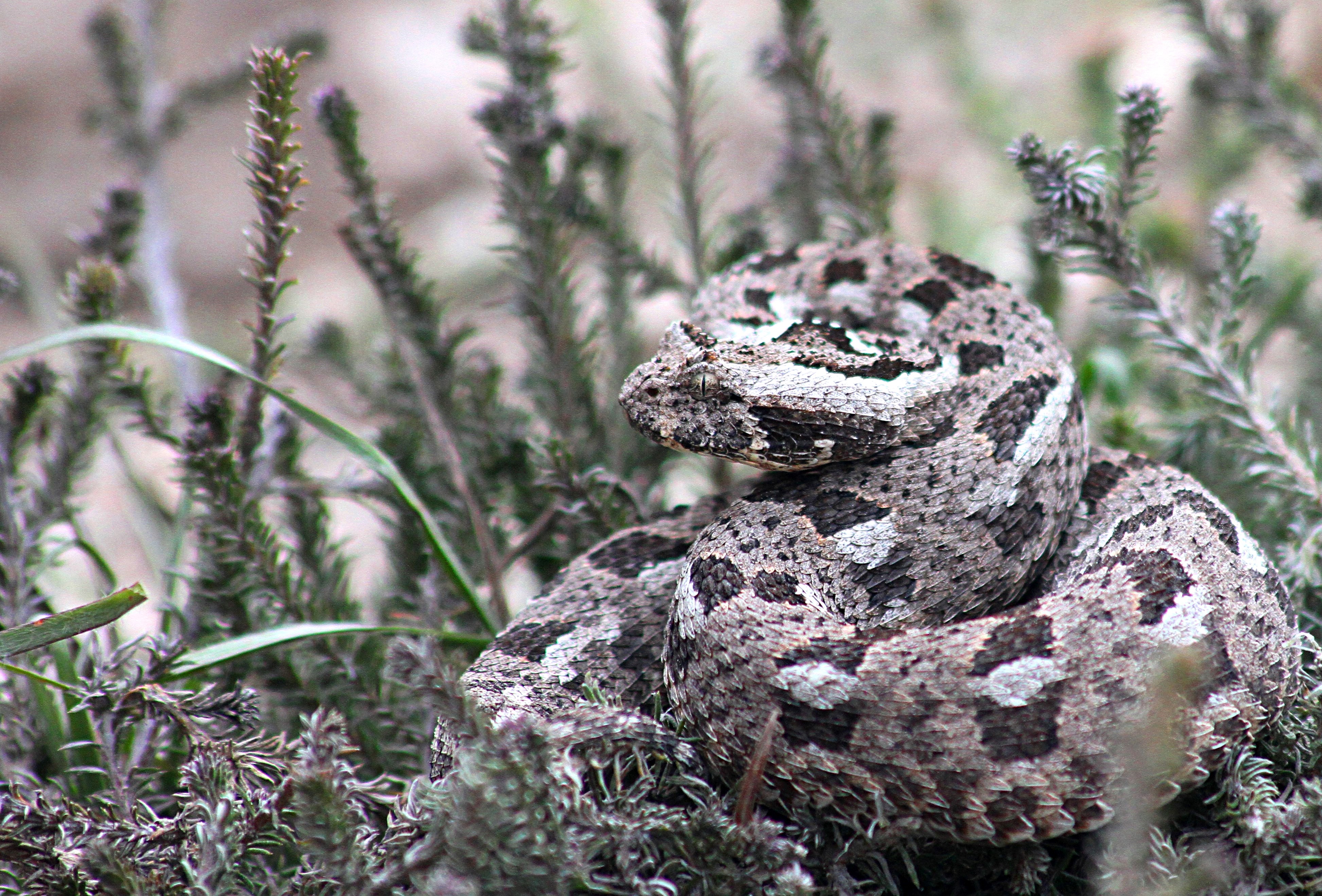 Albany Adder - African Snakebite Institute