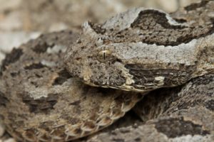 Albany Adder - African Snakebite Institute