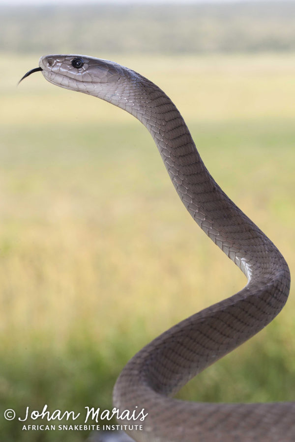 The truth about Black Mambas - African Snakebite Institute