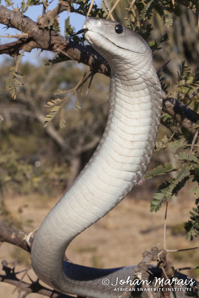 The truth about Black Mambas - African Snakebite Institute