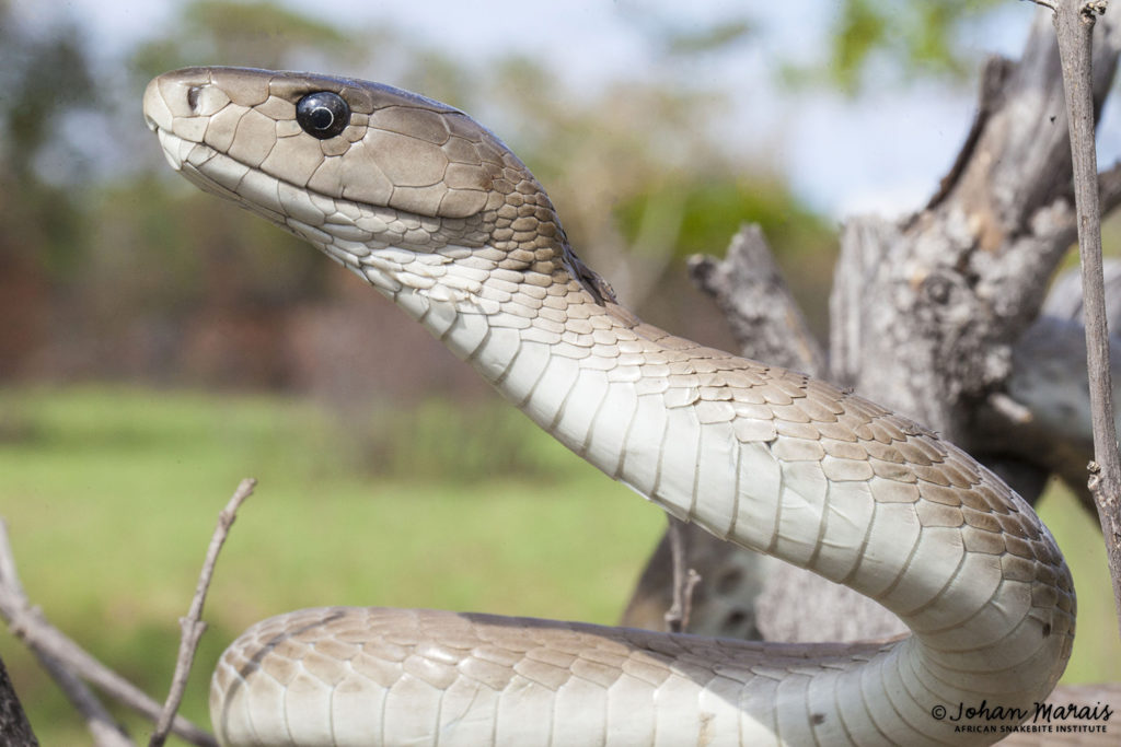 The truth about Black Mambas - African Snakebite Institute