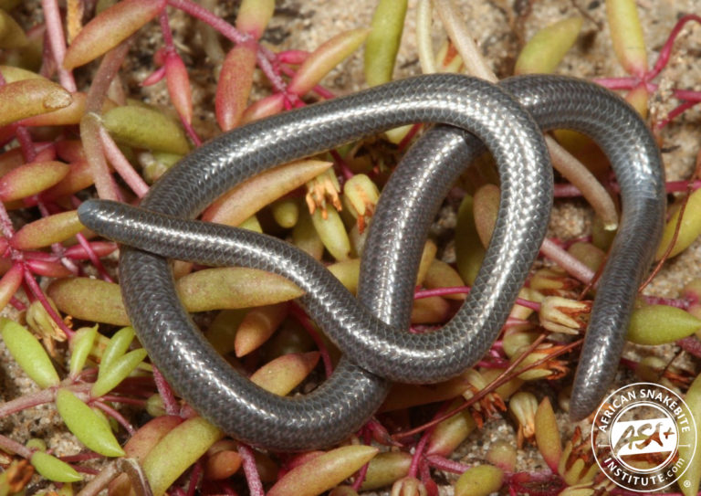 Black Thread Snake - African Snakebite Institute