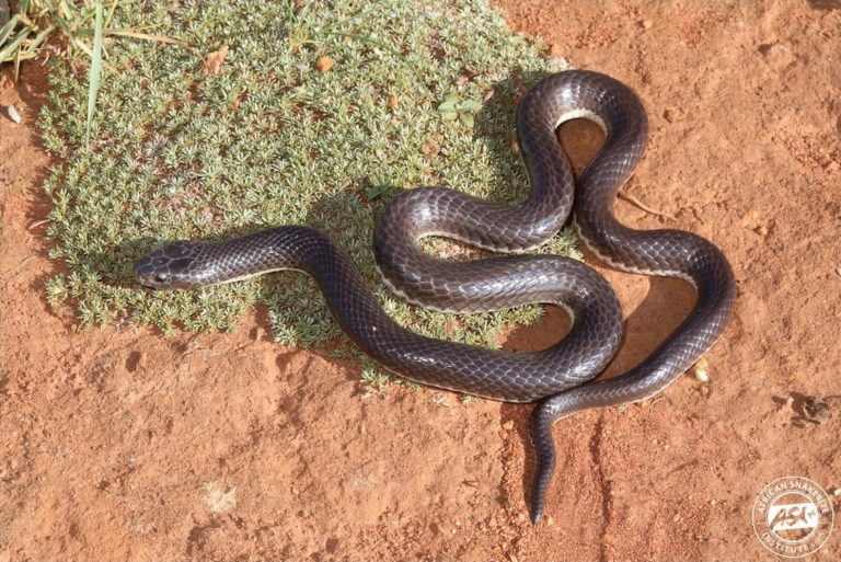 Boulenger's Garter Snake - African Snakebite Institute