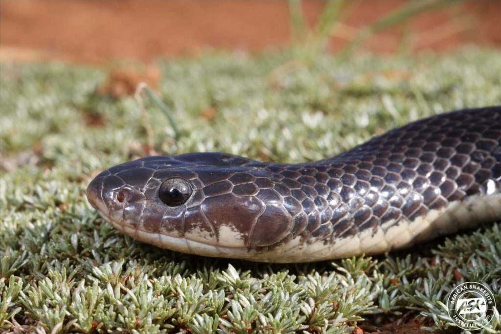 Boulenger's Garter Snake - African Snakebite Institute