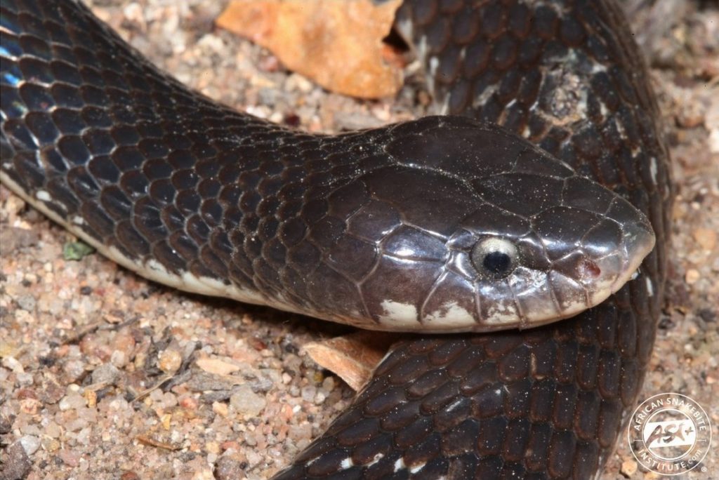 Boulenger's Garter Snake - African Snakebite Institute