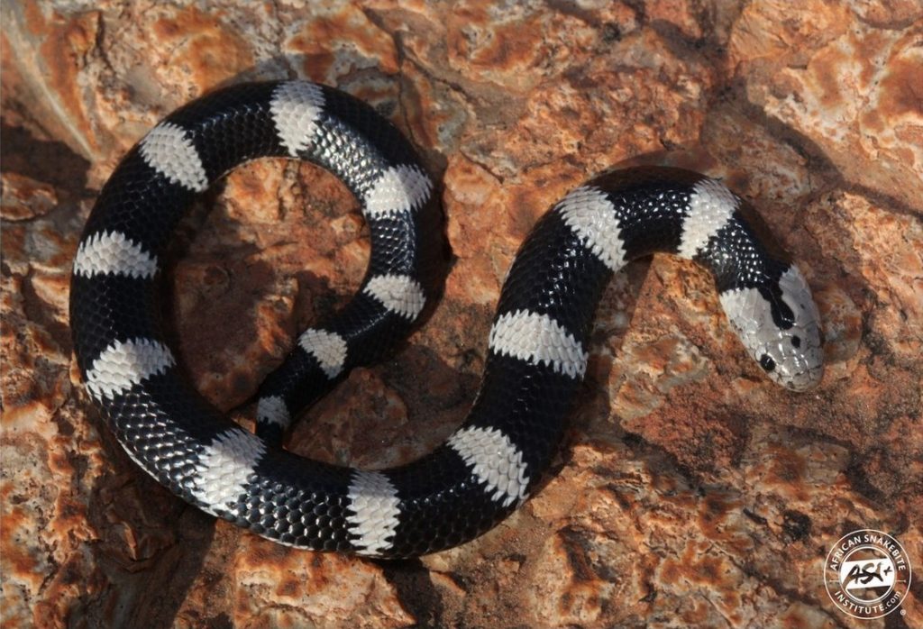 Boulenger's Garter Snake - African Snakebite Institute