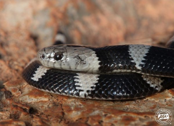 Boulenger's Garter Snake - African Snakebite Institute