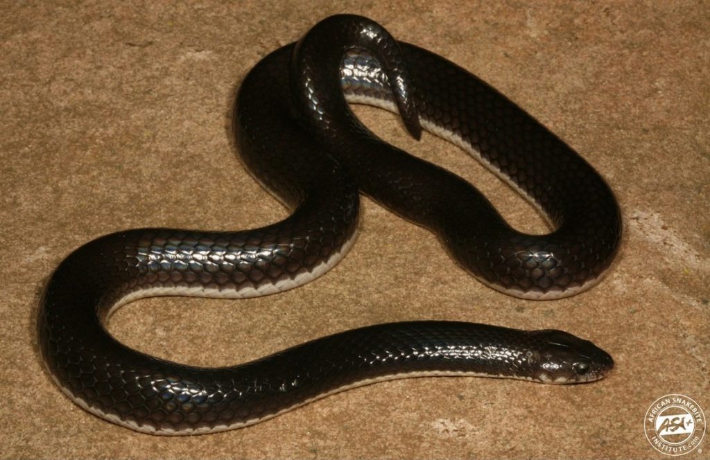 Boulenger's Garter Snake - African Snakebite Institute