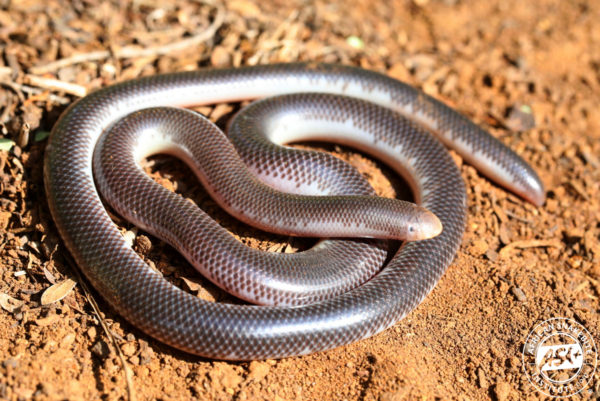 Delalande's Beaked Blind Snake - African Snakebite Institute