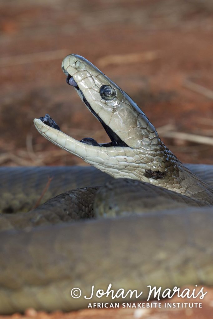 The truth about Black Mambas - African Snakebite Institute