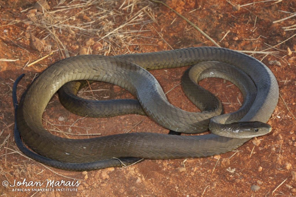 Not every dark snake is a Black Mamba - African Snakebite Institute