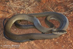 The truth about Black Mambas - African Snakebite Institute