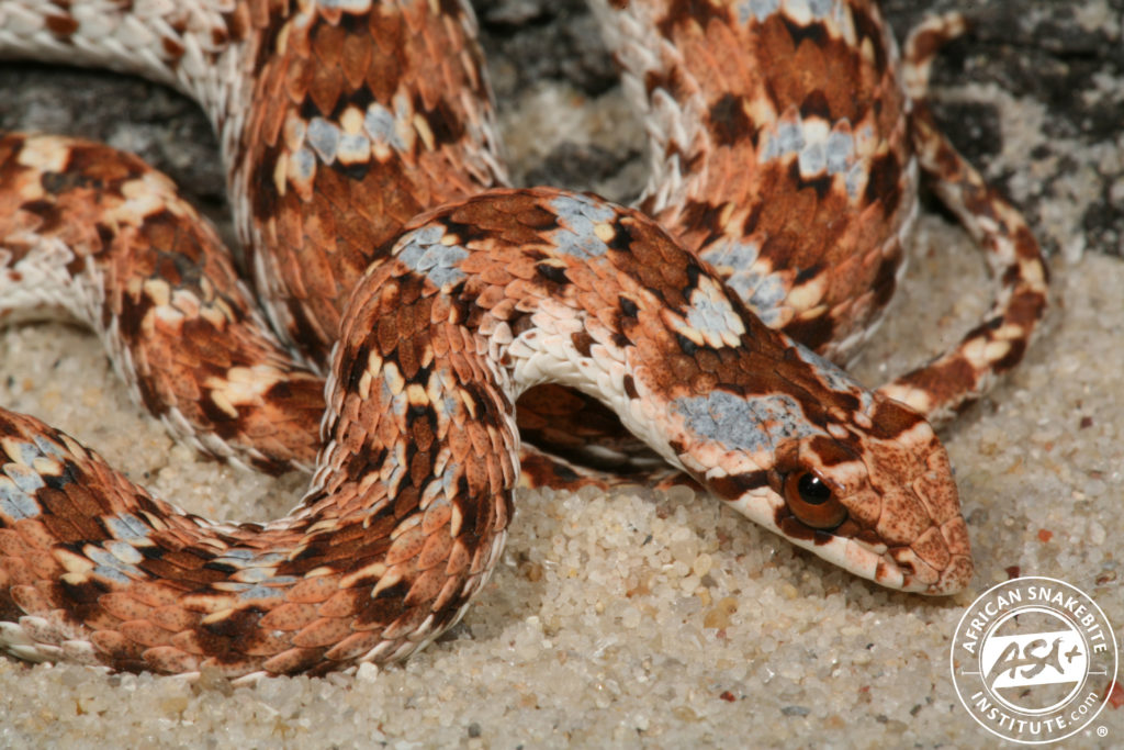 Dwarf Beaked Snake - African Snakebite Institute