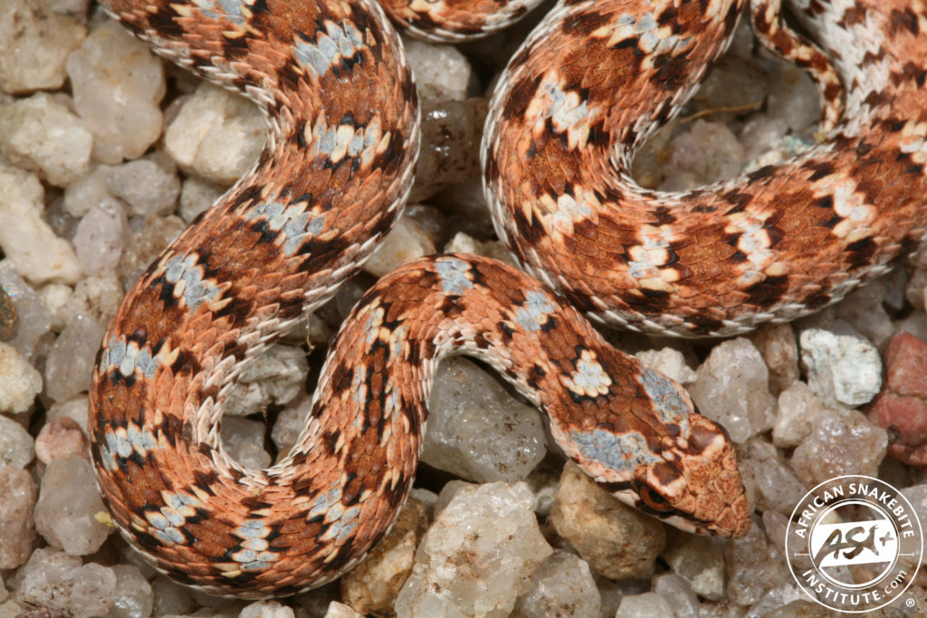Dwarf Beaked Snake - African Snakebite Institute