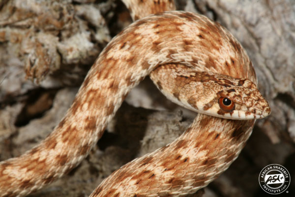 Dwarf Beaked Snake - African Snakebite Institute