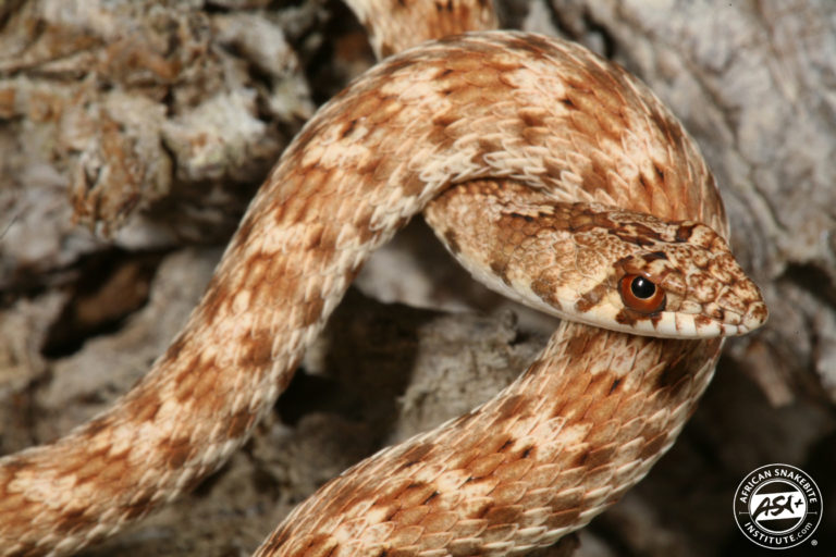 Dwarf Beaked Snake - African Snakebite Institute