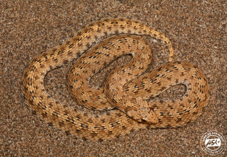 Dwarf Beaked Snake - African Snakebite Institute