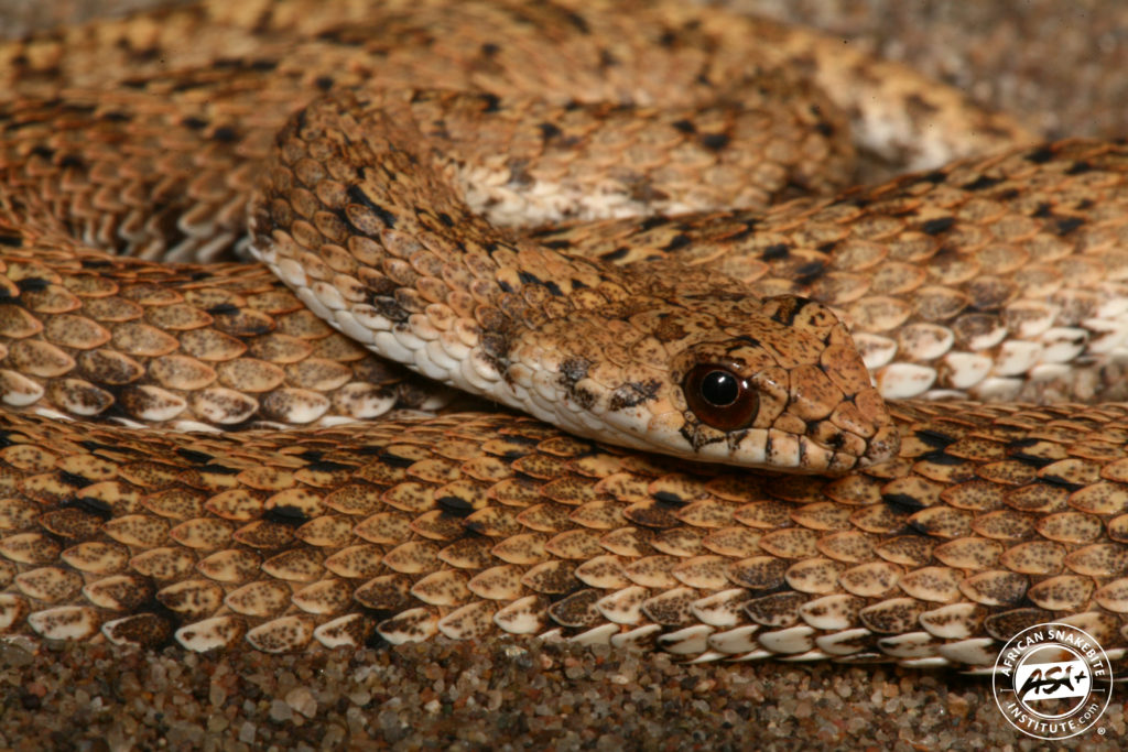 Dwarf Beaked Snake - African Snakebite Institute