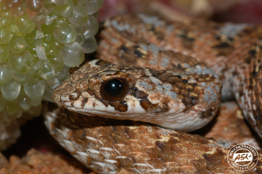 Dwarf Beaked Snake - African Snakebite Institute