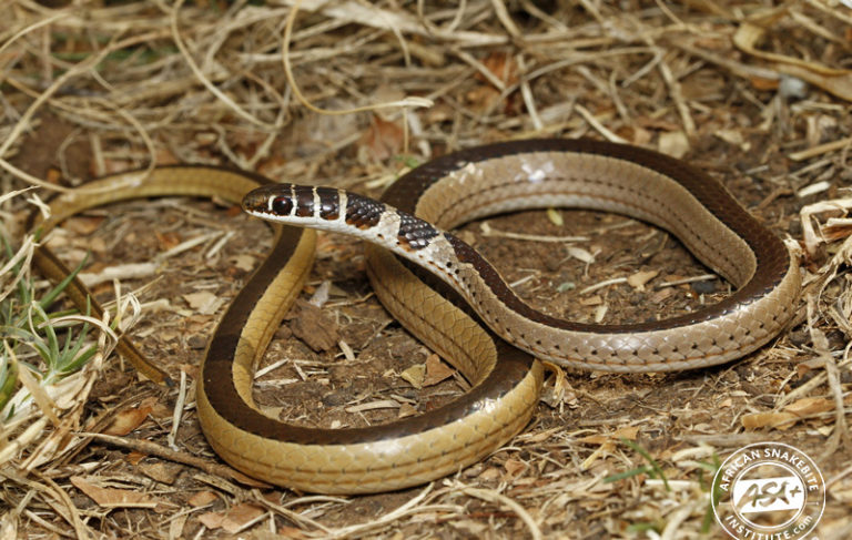 Dwarf Sand Snake - African Snakebite Institute