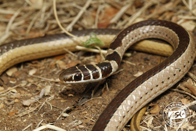 Dwarf Sand Snake - African Snakebite Institute