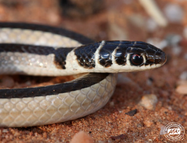 Dwarf Sand Snake - African Snakebite Institute