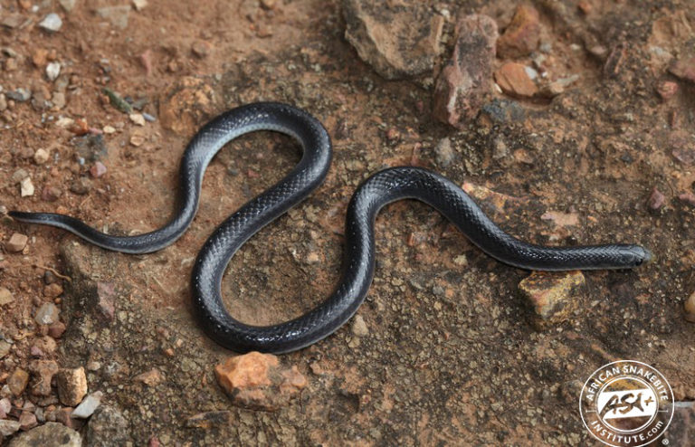 East-African Shovel-snout - African Snakebite Institute