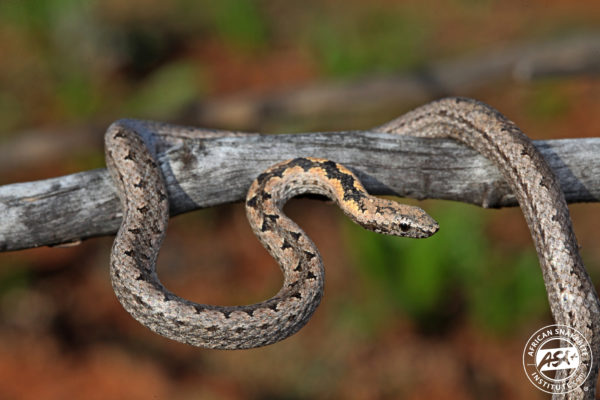 Eastern Bark Snake - African Snakebite Institute