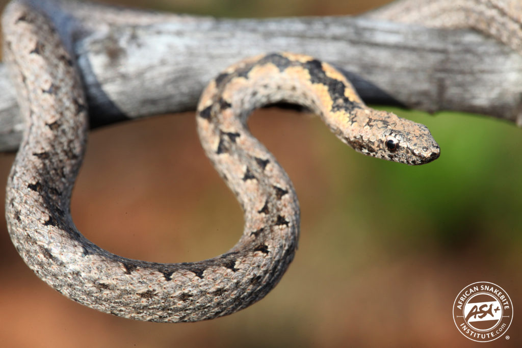 Eastern Bark Snake - African Snakebite Institute