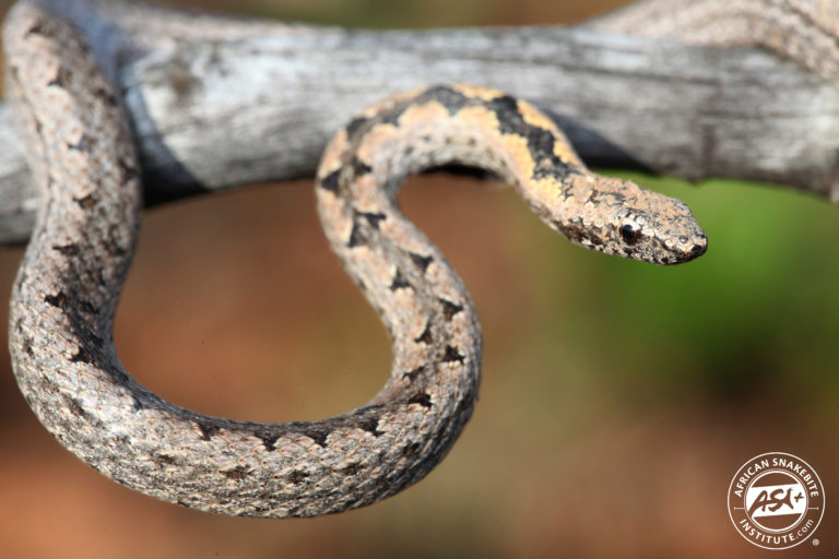 Eastern Bark Snake - African Snakebite Institute