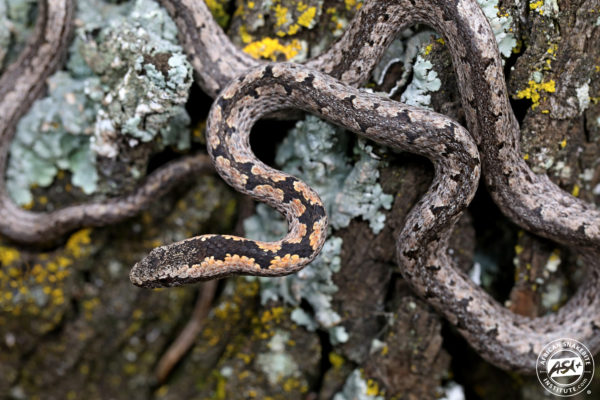 Eastern Bark Snake - African Snakebite Institute