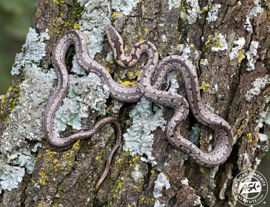 Eastern Bark Snake - African Snakebite Institute