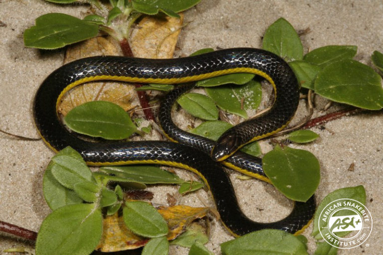 Eastern Purple-glossed Snake - African Snakebite Institute