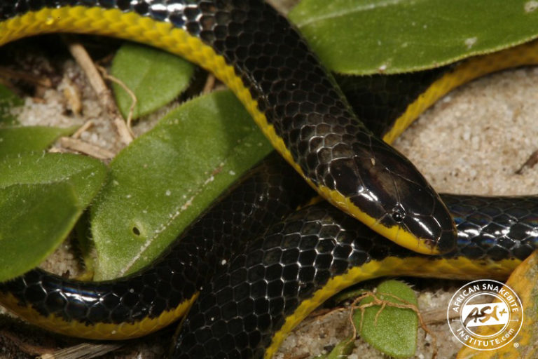 Eastern Purple-glossed Snake - African Snakebite Institute