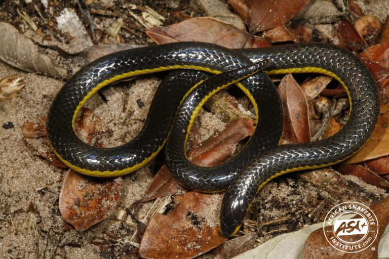 Eastern Purple-glossed Snake - African Snakebite Institute