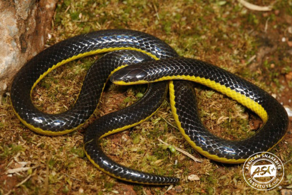 Eastern Purple-glossed Snake - African Snakebite Institute