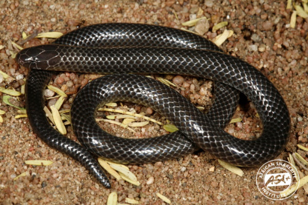 Eastern Purple-glossed Snake - African Snakebite Institute