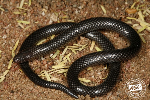 Eastern Purple-glossed Snake - African Snakebite Institute