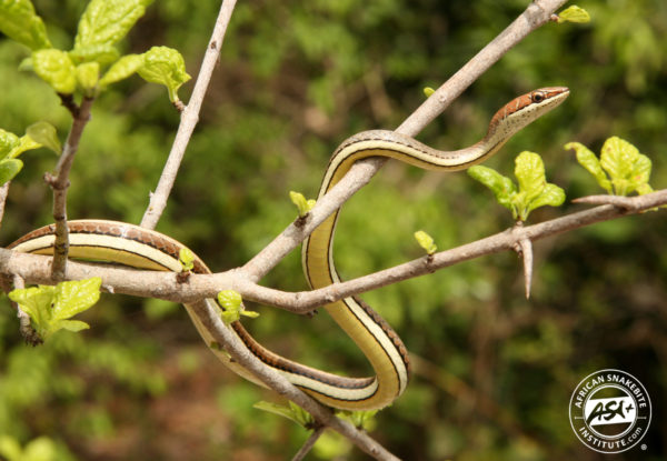 Eastern Stripe-bellied Sand Snake - African Snakebite Institute