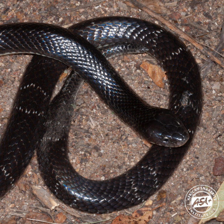 Boulenger's Garter Snake - African Snakebite Institute