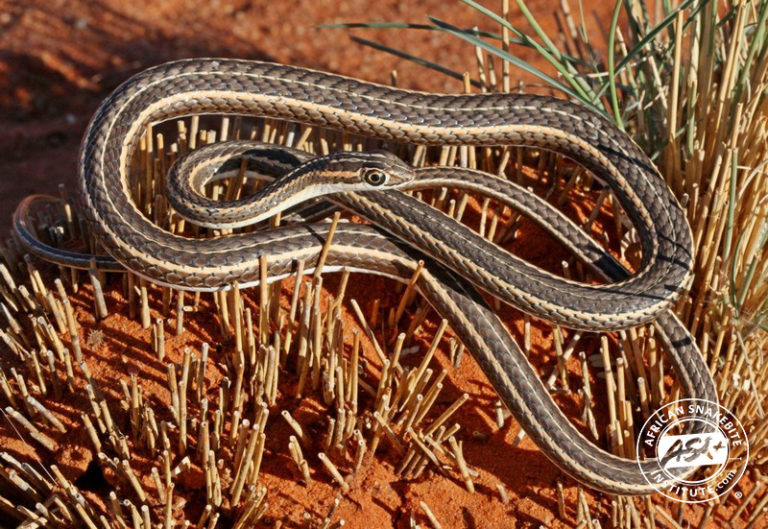Fork-marked Sand Snake - African Snakebite Institute