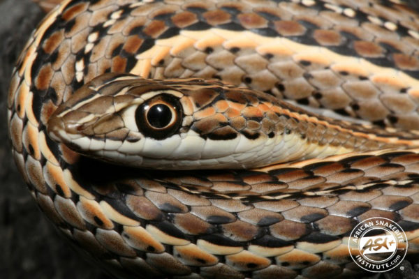 Fork-marked Sand Snake - African Snakebite Institute