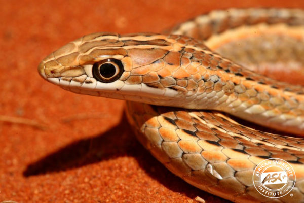 Fork-marked Sand Snake - African Snakebite Institute