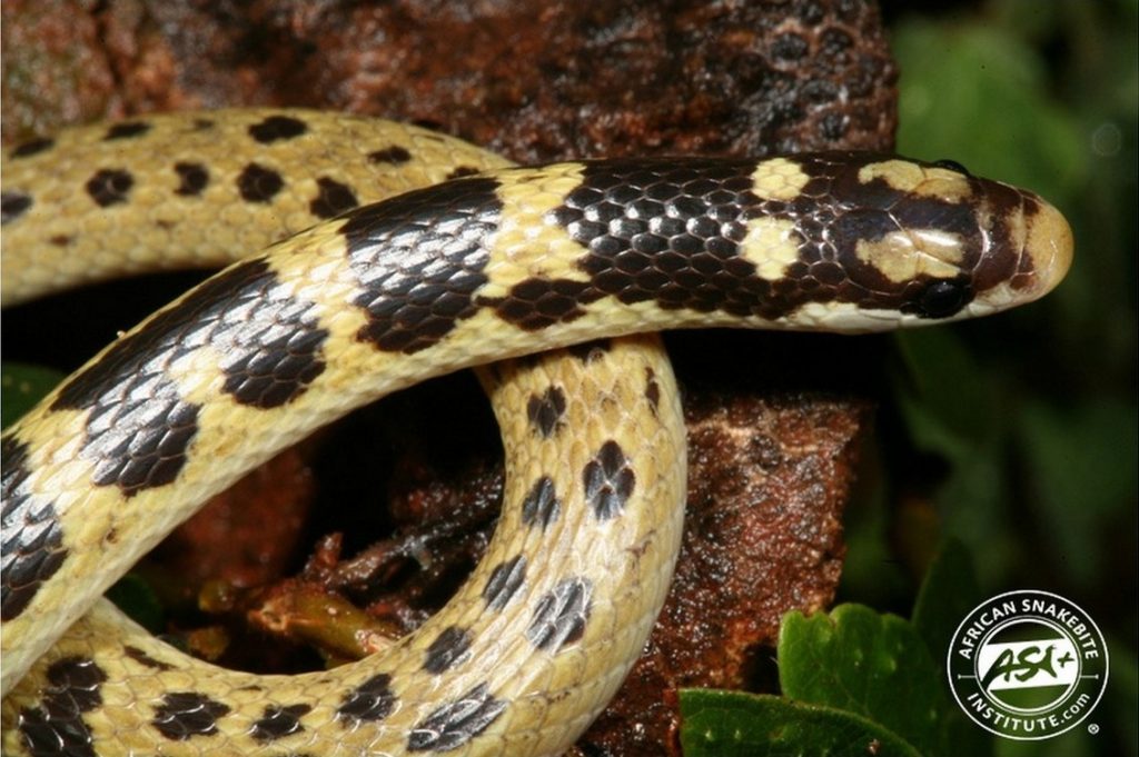 Jan's Shovel-snout - African Snakebite Institute