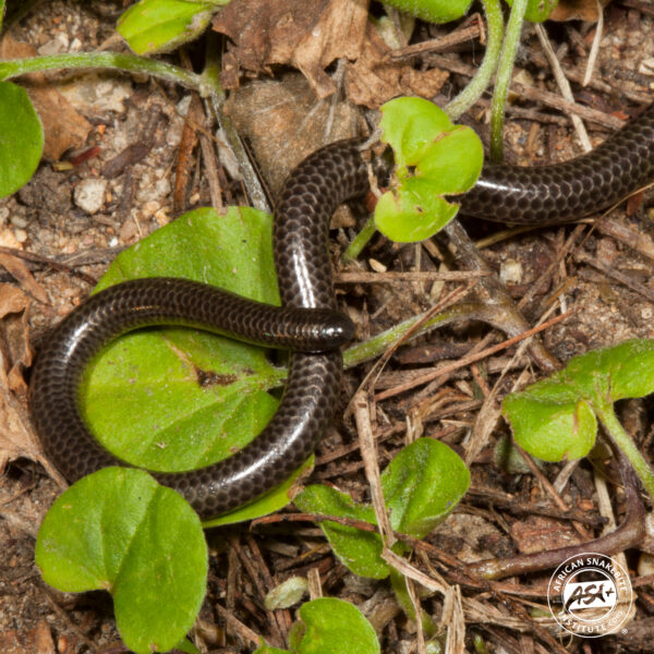 Peters' Thread Snake - African Snakebite Institute