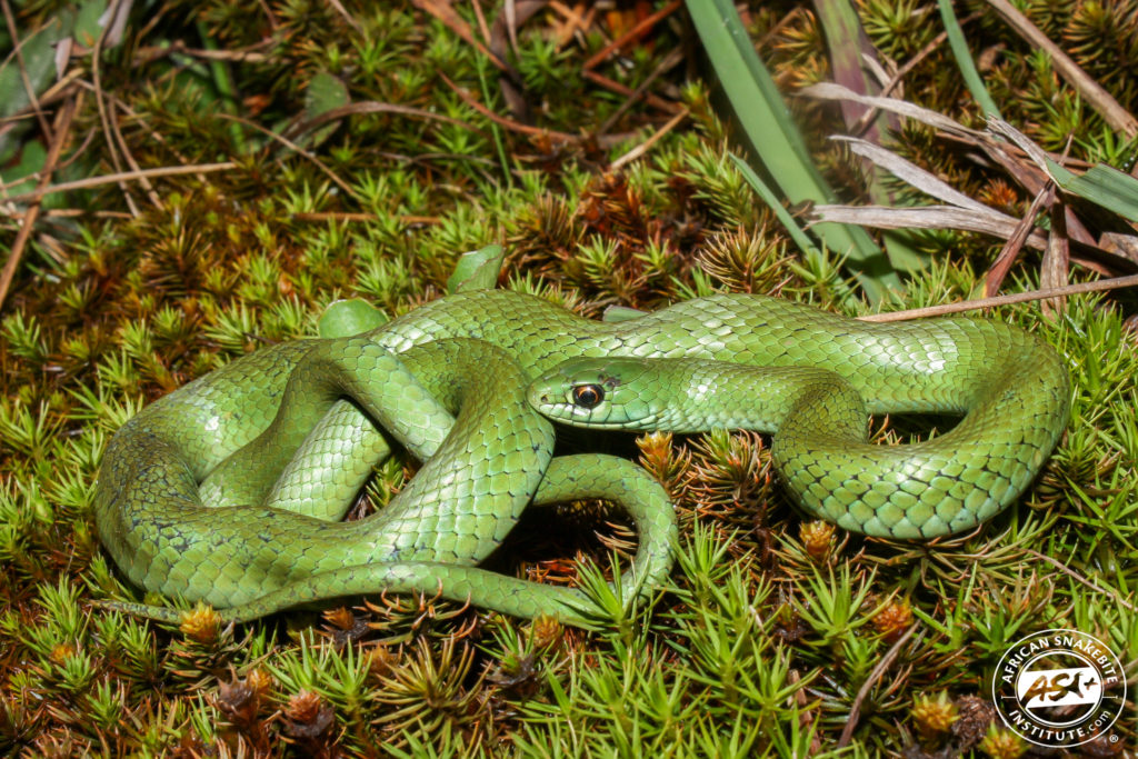 Many-spotted Reed Snake - African Snakebite Institute